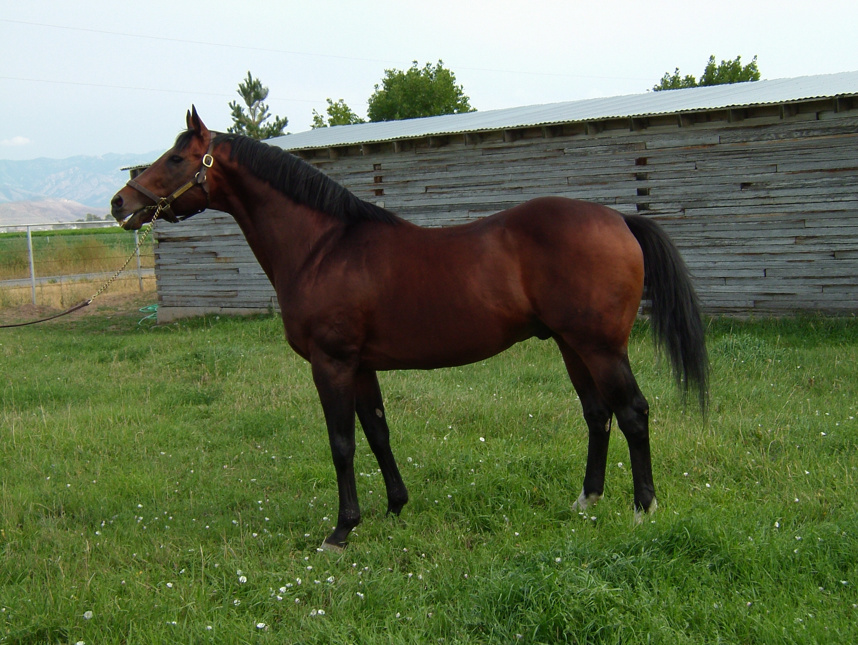 Fabulous Frolic,stallion,thoroughbred stallion,race horse,Idaho