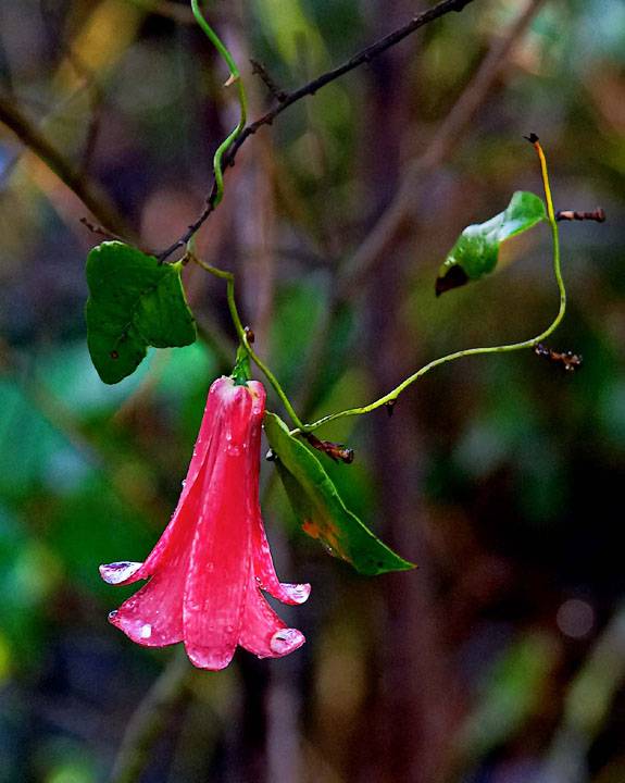 copihue - la flor nacional de Chile - 06-APR-04