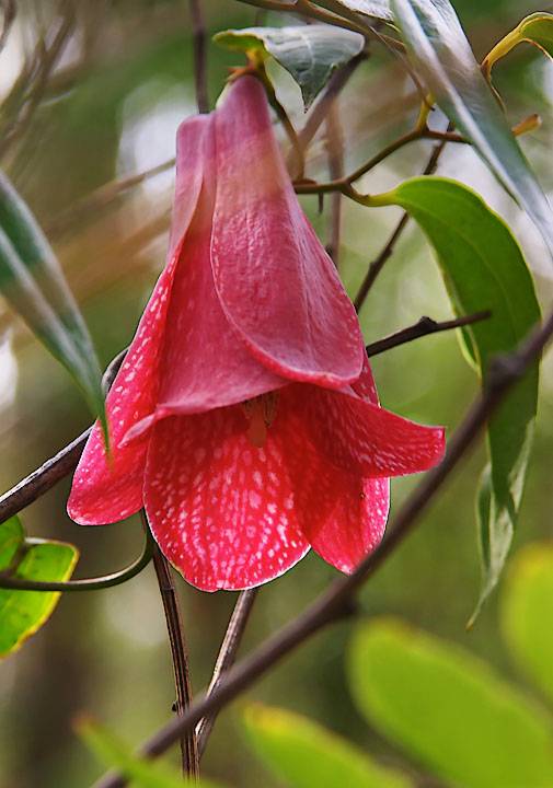 copihue - la flor nacional de Chile